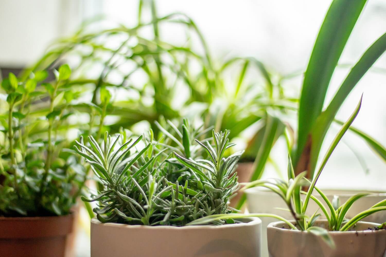 How to Start a Summer Herb Garden Indoors - Falls Green
